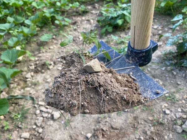 Review: Chillington Pointed Garden Hoe by Easy Digging – The Prepared