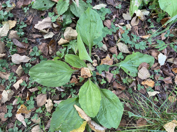 Foraging plantain weed for medicine – The Prepared