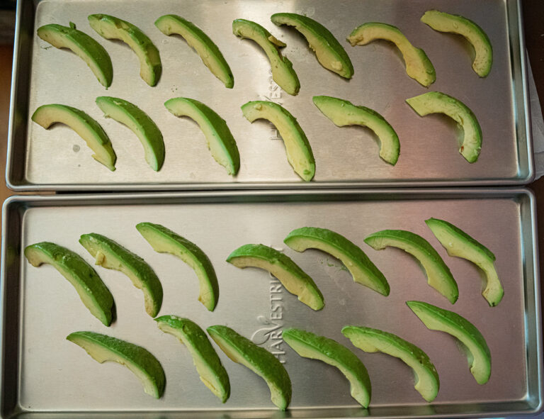 Best Freeze Dryer for Home Use – The Prepared